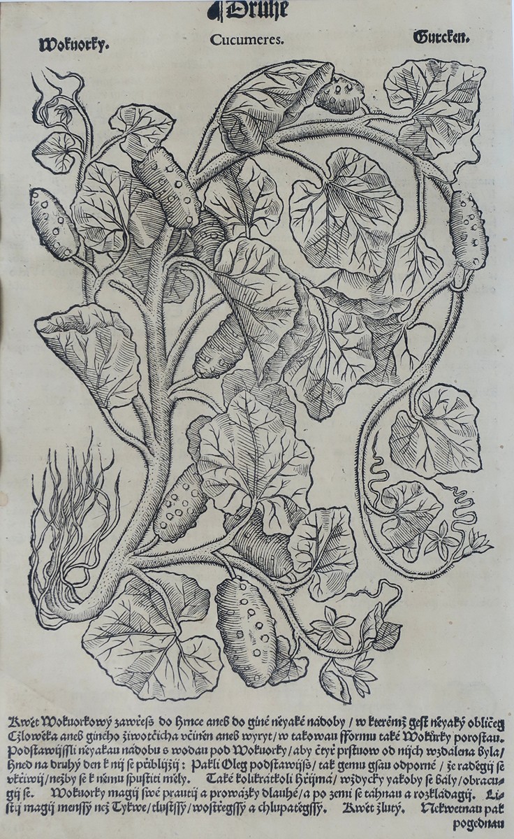 Pietro Andrea Mathioli - List z Mathioliho Herbáře - June auction of ...